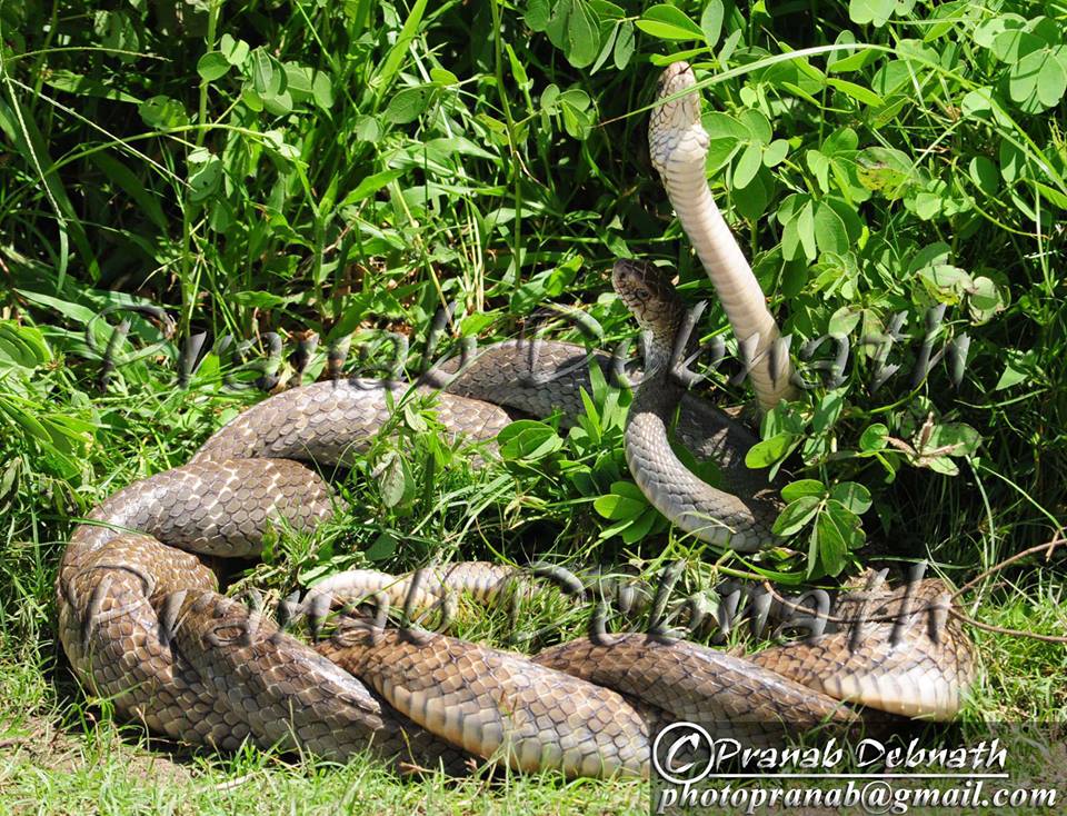 Pranab Debnath-PhotoSooter: Snake Mating...