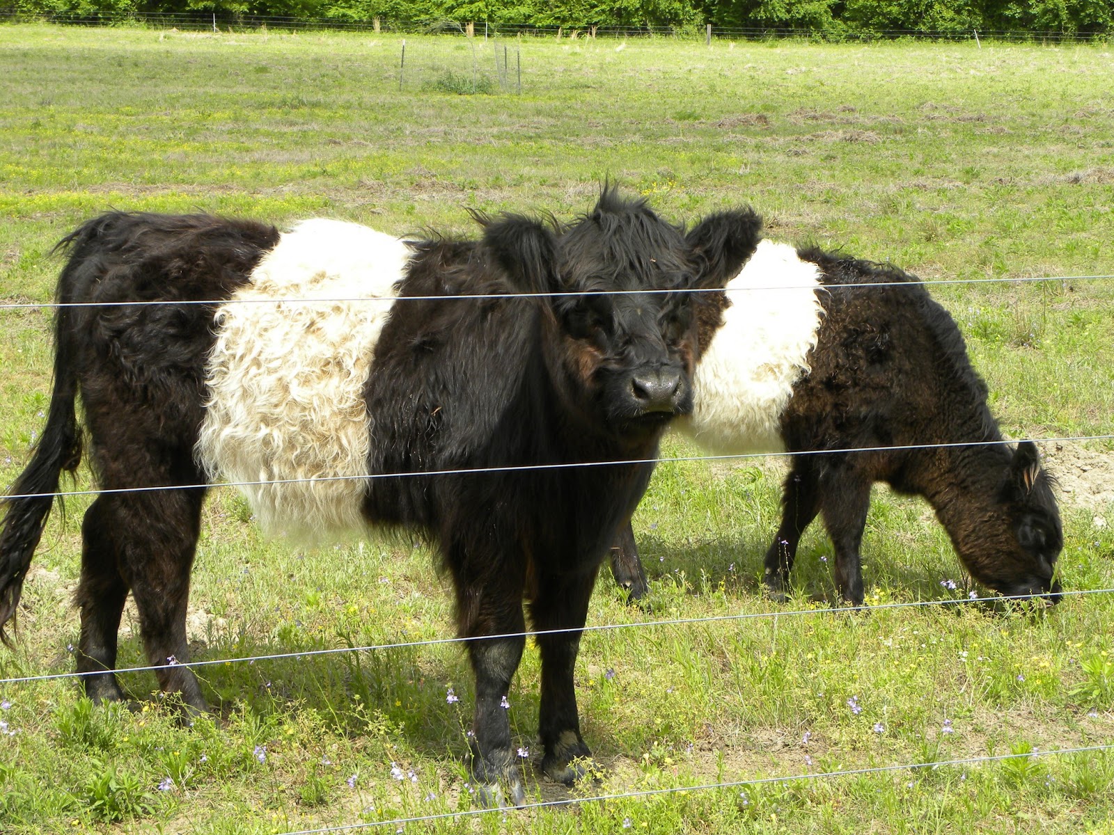 Fen Rascoe Studios: Two Oreos