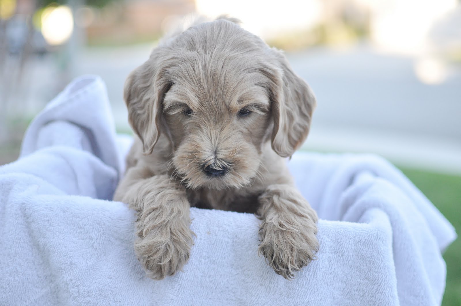 Faithful Doodles: Zoey's 6 Week Old F1B English Goldendoodles ...
