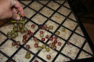 Square Foot Gardener: From Grape to Raisin