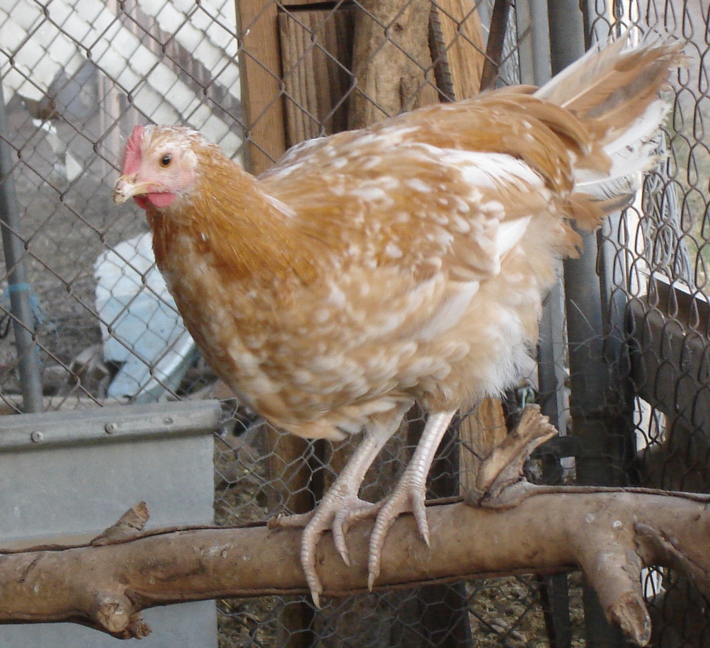 Aloha Chickens: Update on the Fall 2011 Chicks