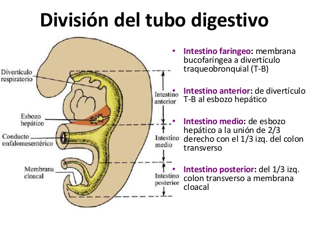 Histoembriologia: Sistema Digestivo