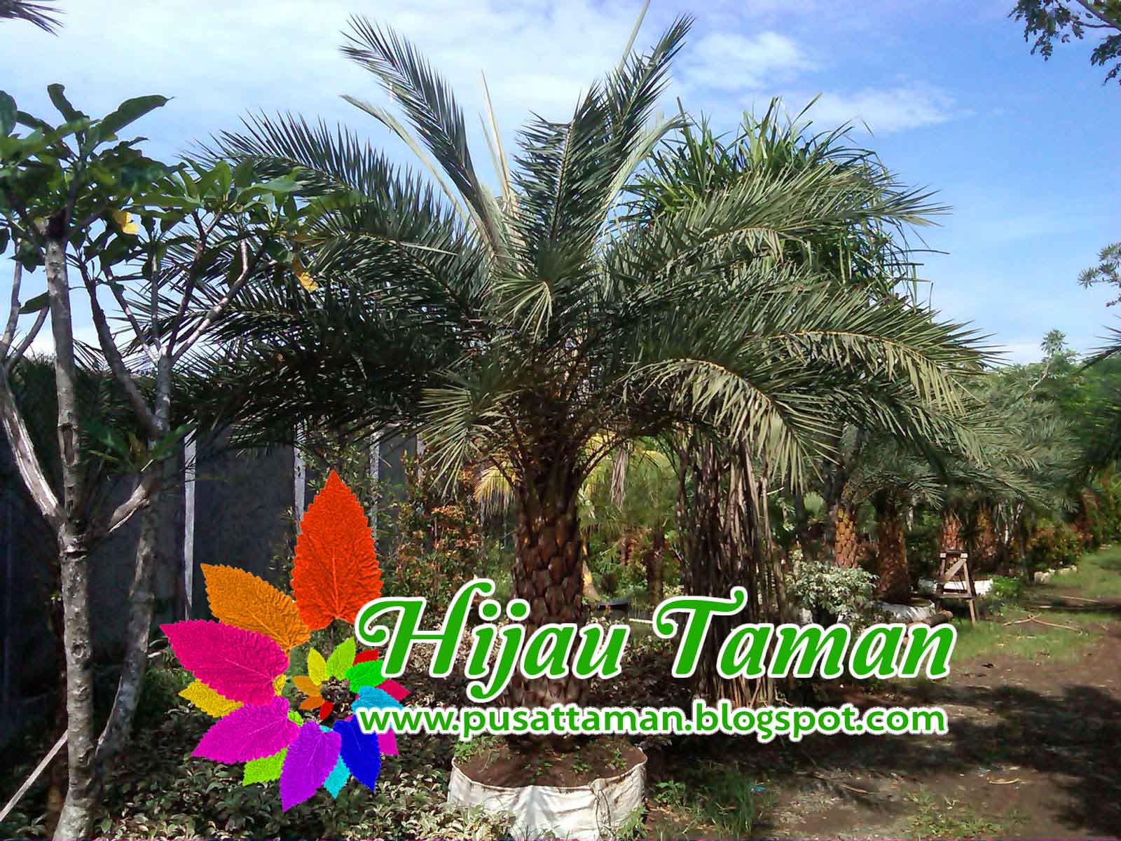 5 POHON PALEM MEWAH | JUAL POHON PALEM | PALEM COPERNIS/ COPERNICIA ...