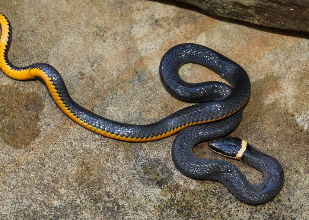 Black Snake With Yellow Stripe On Head