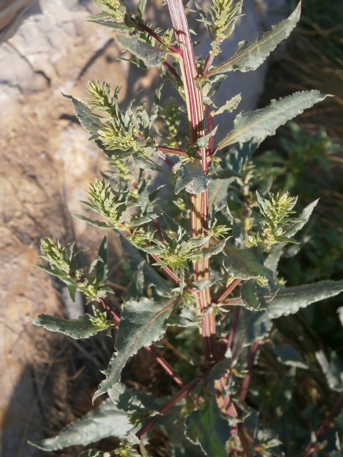 HERBARIO VIRTUAL DE BANYERES DE MARIOLA Y ALICANTE: Beta maritima ...