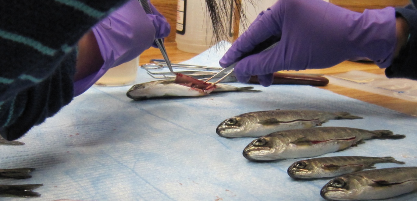 The Fish Ladder: Notes from Dworshak Fisheries Complex