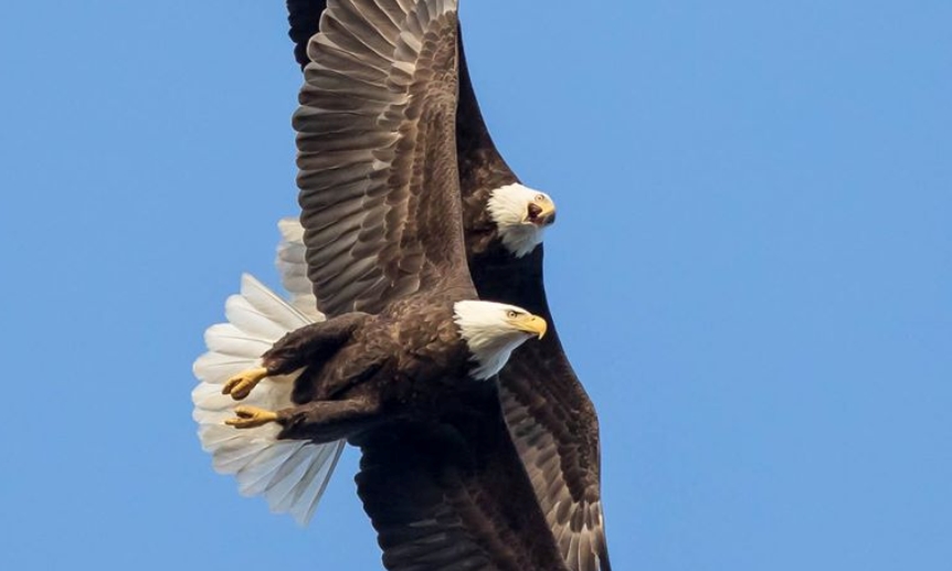 White Wolf : Love Is In The Air: Bald Eagles Spotted Showing Their Love For Each Other