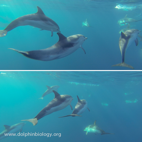 Dolphin Biology And Conservation More Striped Dolphins Underwater dolphin-biology-and-conservation-more-striped-dolphins-underwater