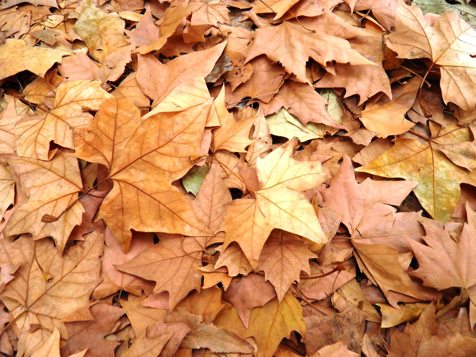 Caderno de Rascunho: FOLHA SECA