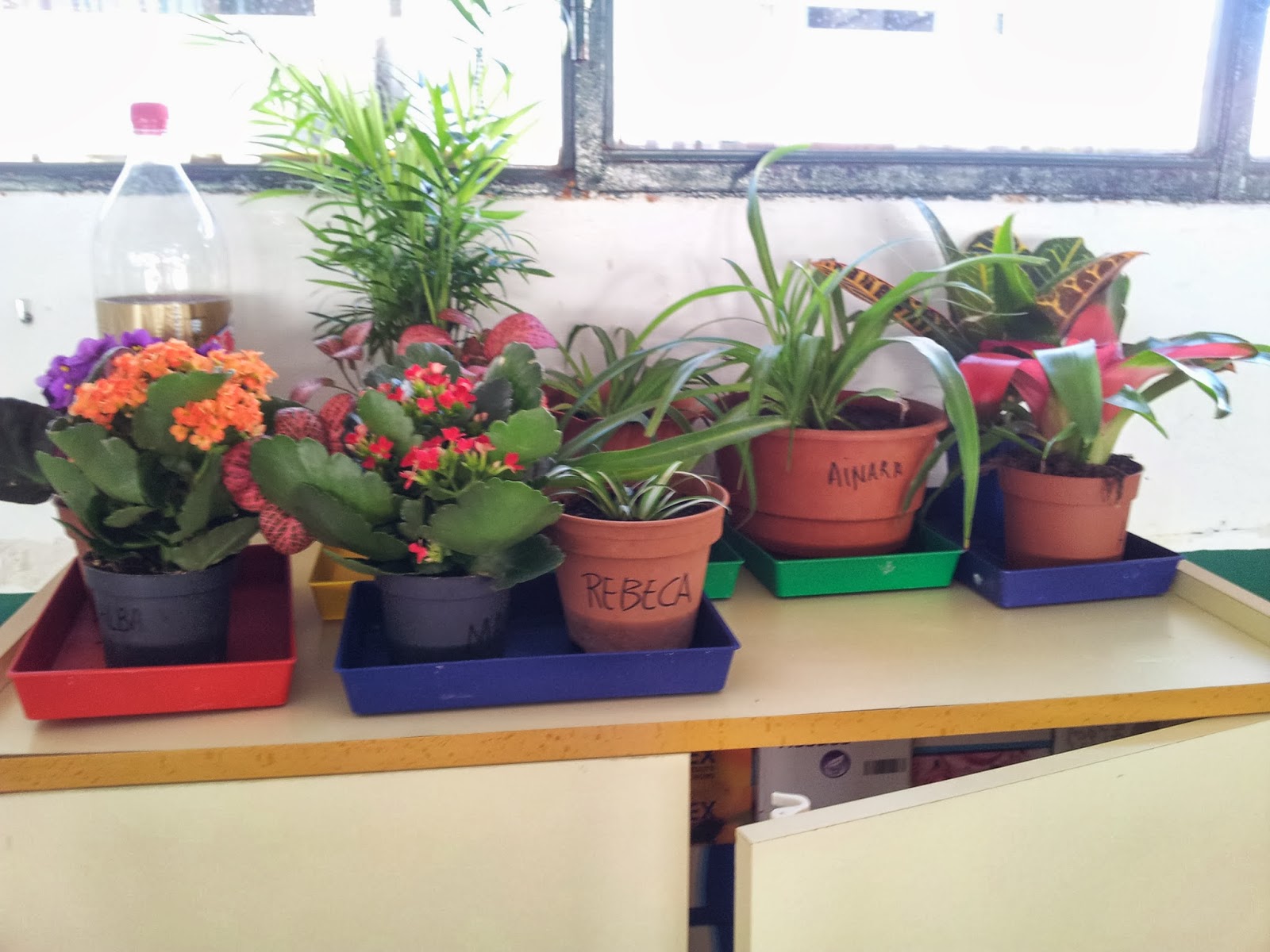 NUESTRA CLASE DE 5ºA: NUESTRO RINCÓN DE LA NATURALEZA NUESTRA CLASE DE 5ºA: NUESTRO RINCÓN DE LA NATURALEZA