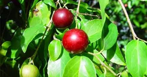 Vishakha Nakshatra Tree – Which is the tree associated with Vishakha ...