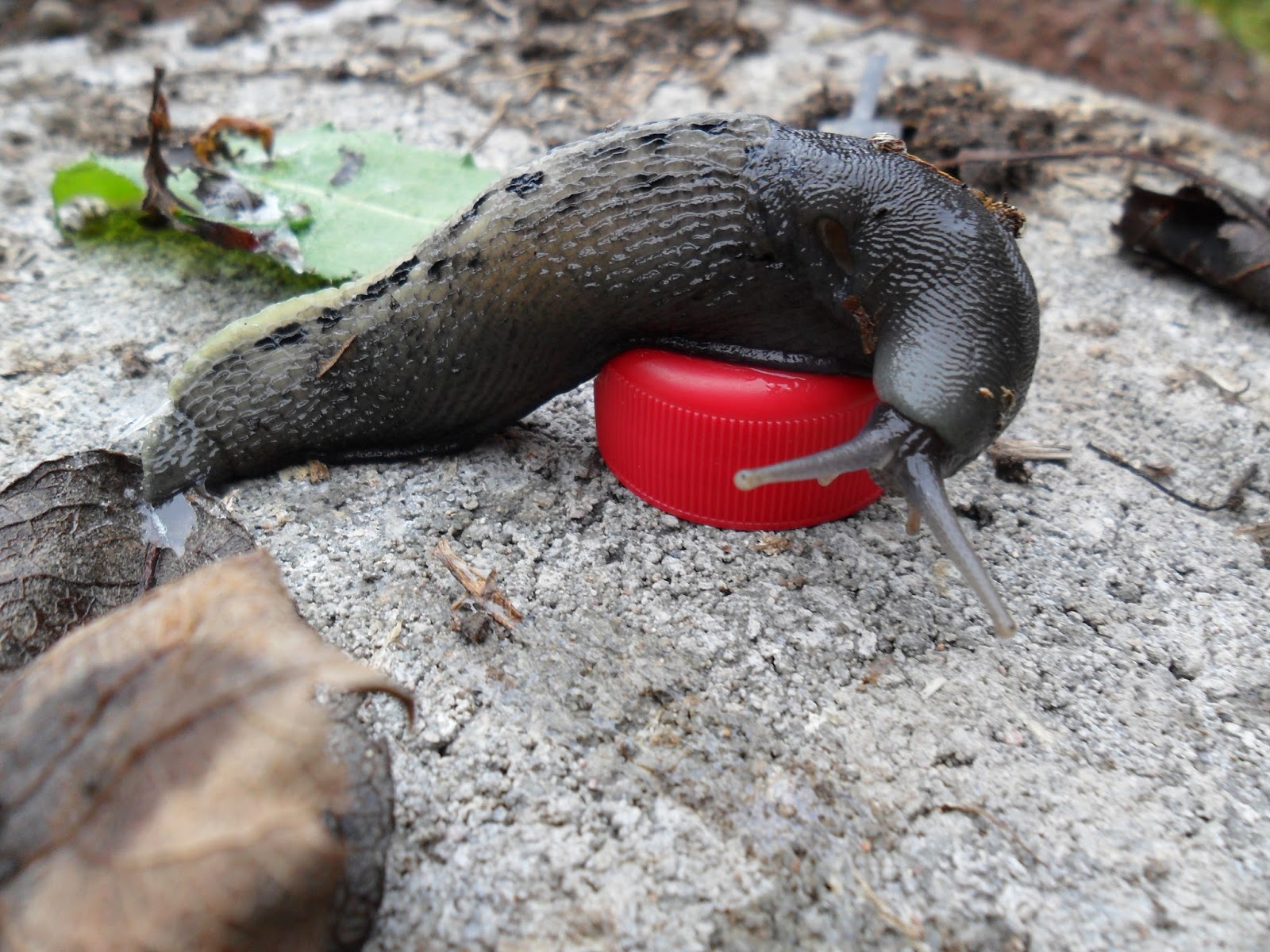 Erikasmäen Torppari: Ukkoetana (Limax cinereoniger)