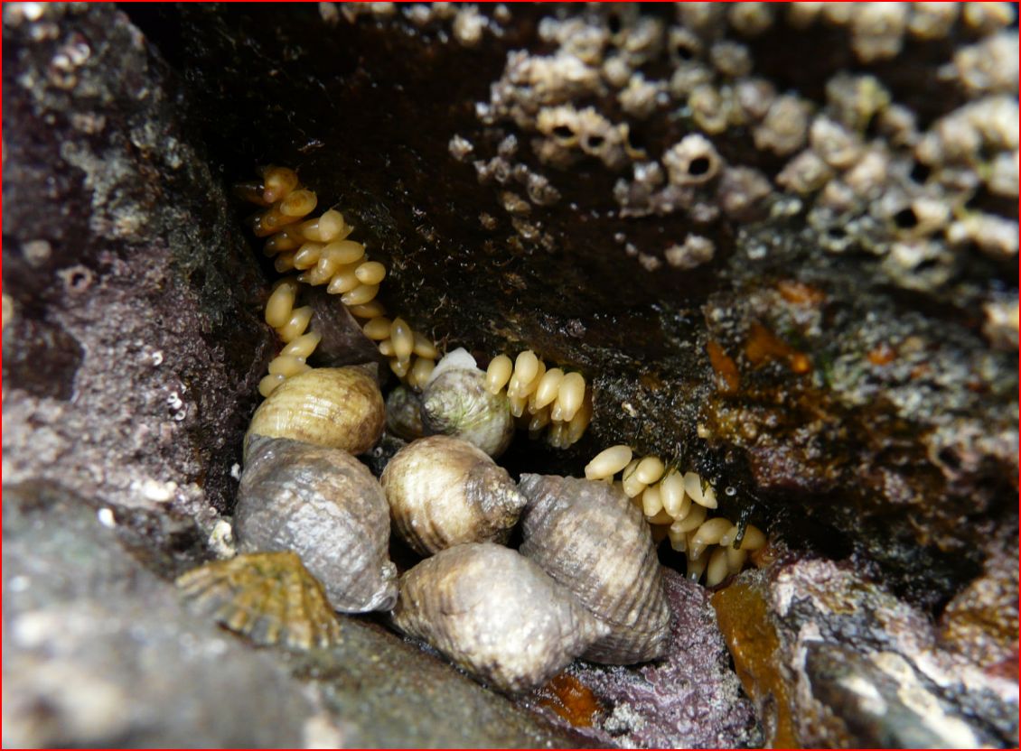 Islay Natural History Trust: Dogwhelks (Nucella lapillus) and their ...