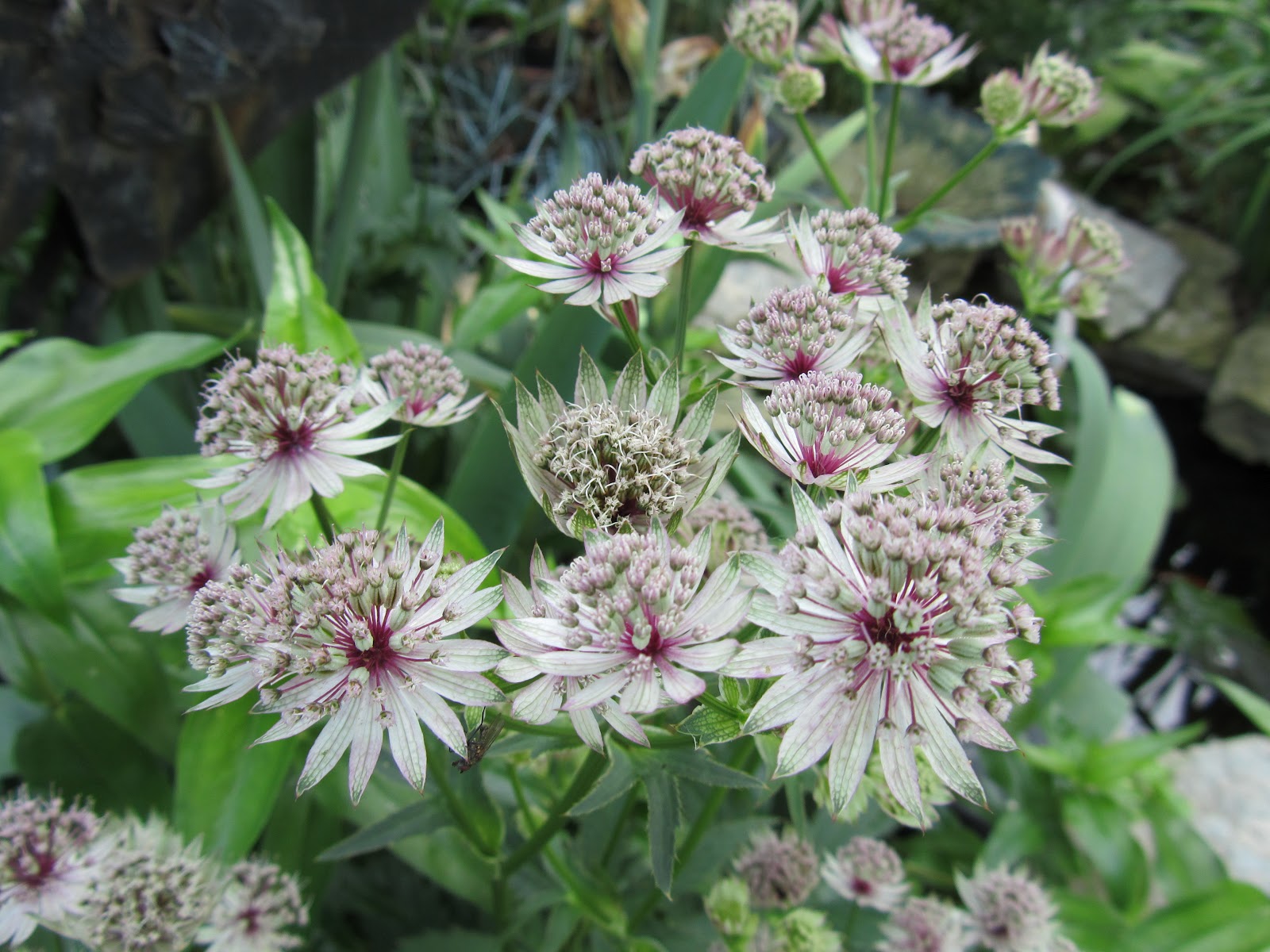 Cheesehead Gardening: Shade Plant of the Week - Astrantia ( Masterwort )