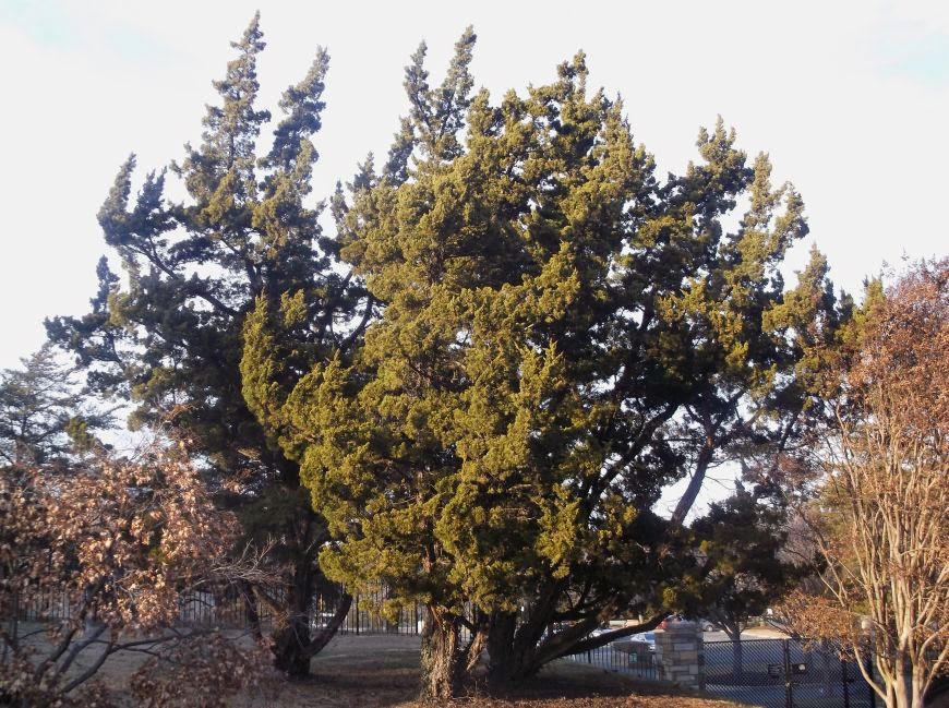 Future Plants by Randy Stewart: Junipers for all Landscapes