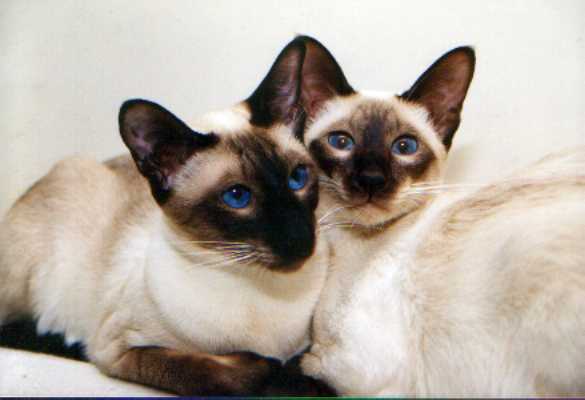 Cute Siamese Cat Photos