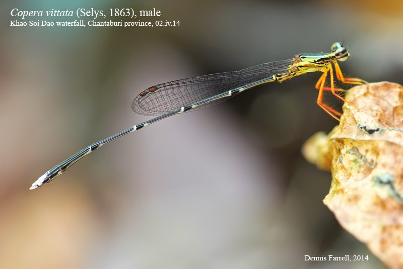 Dragonflies & damselflies of Thailand: 61. Copera vittata vittata ...