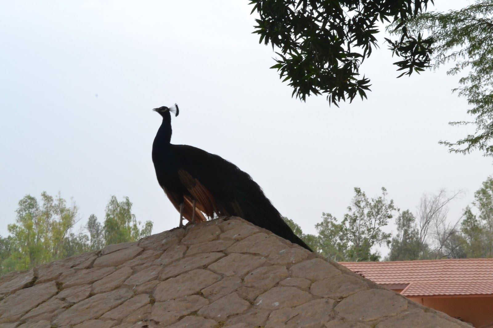 Al Areen Wildlife Park and Reserve- The Perfect Outdoor Spot