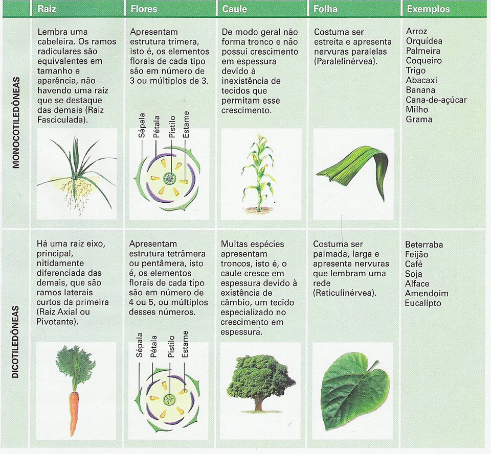 Monocotiledôneas e Dicotiledôneas