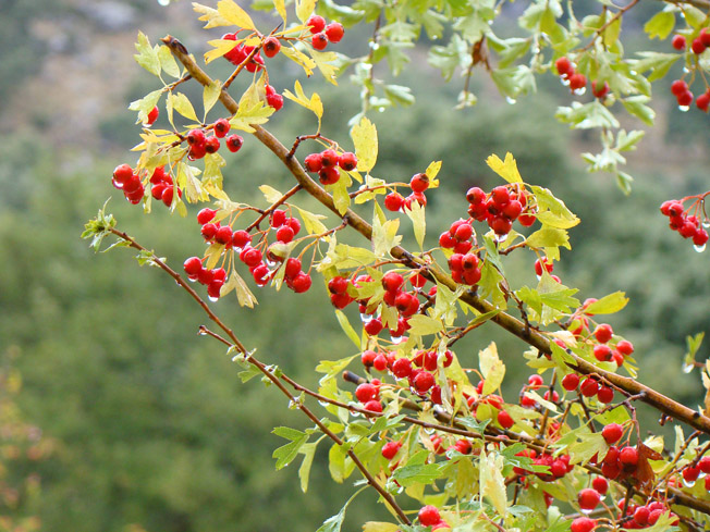El Blog de Antonio Ternero: El otoño llegó a Libar