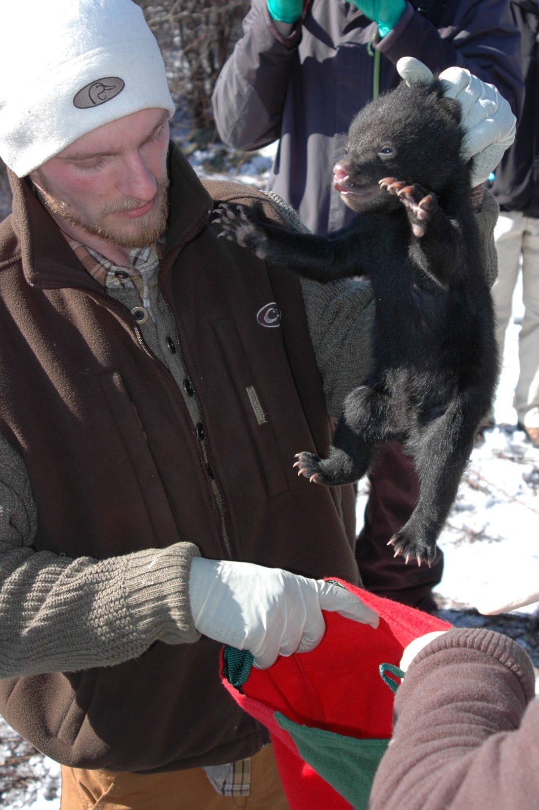 Backyard Beasts: Bear den season: 2013 Part I