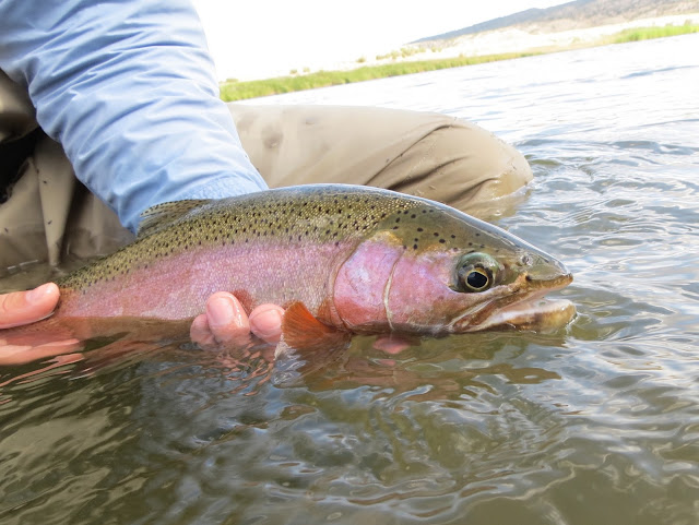 This River is Wild: So Easy a Caveman Could Do It