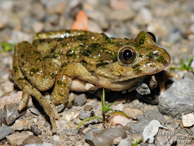 Bicherío Xtremo: Sapillos moteados en Valdeolea...