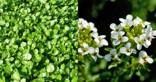 REMEDIUM: Creson , nasturel si medicina alternativa