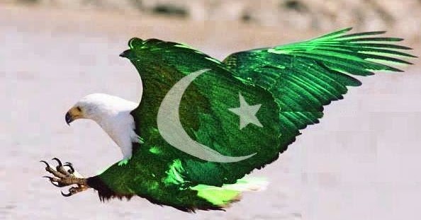 Pakistan Independence Shaheen, (Eagle) Wallpaper ~ Snipping World!