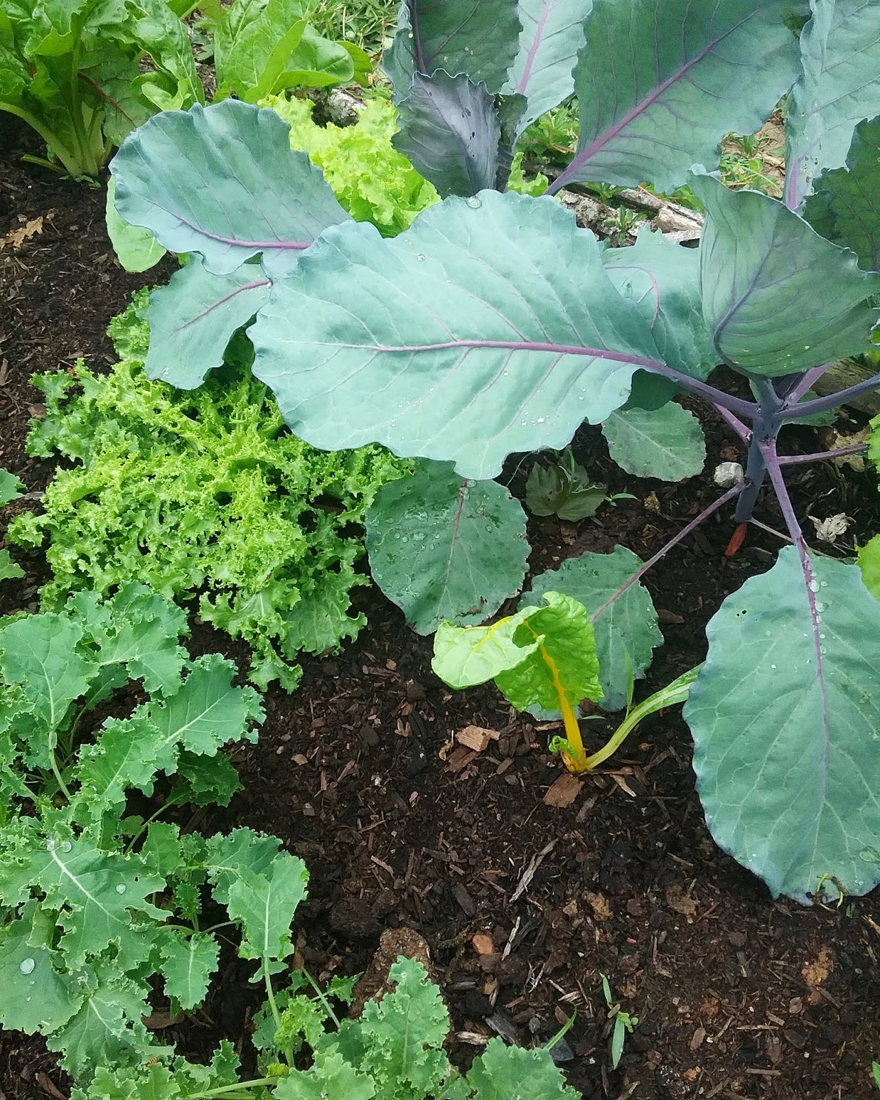 Vegans Living Off the Land: Blueberry & vertical trellis biodiverse garden