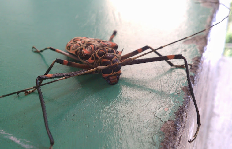 Entomomania: Early Emergence of Louisiana's #1 Soybean Pest: The Red ...