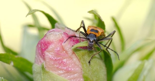Paranormal Searchers: Zombie Beetles Are Attacking Arkansas