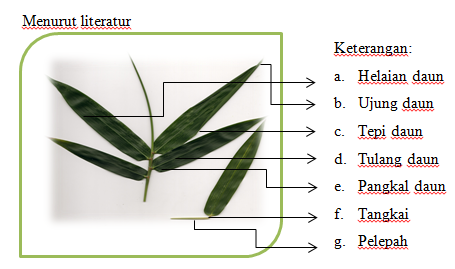 Maulidious Blog: Daun tunggal dan bagian-bagiannya