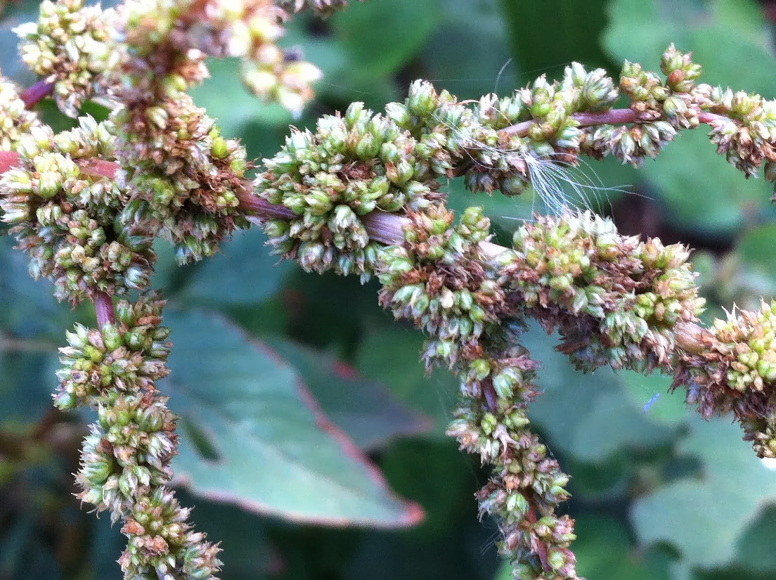 Belas da Natureza: Caruru - Planta espontânea