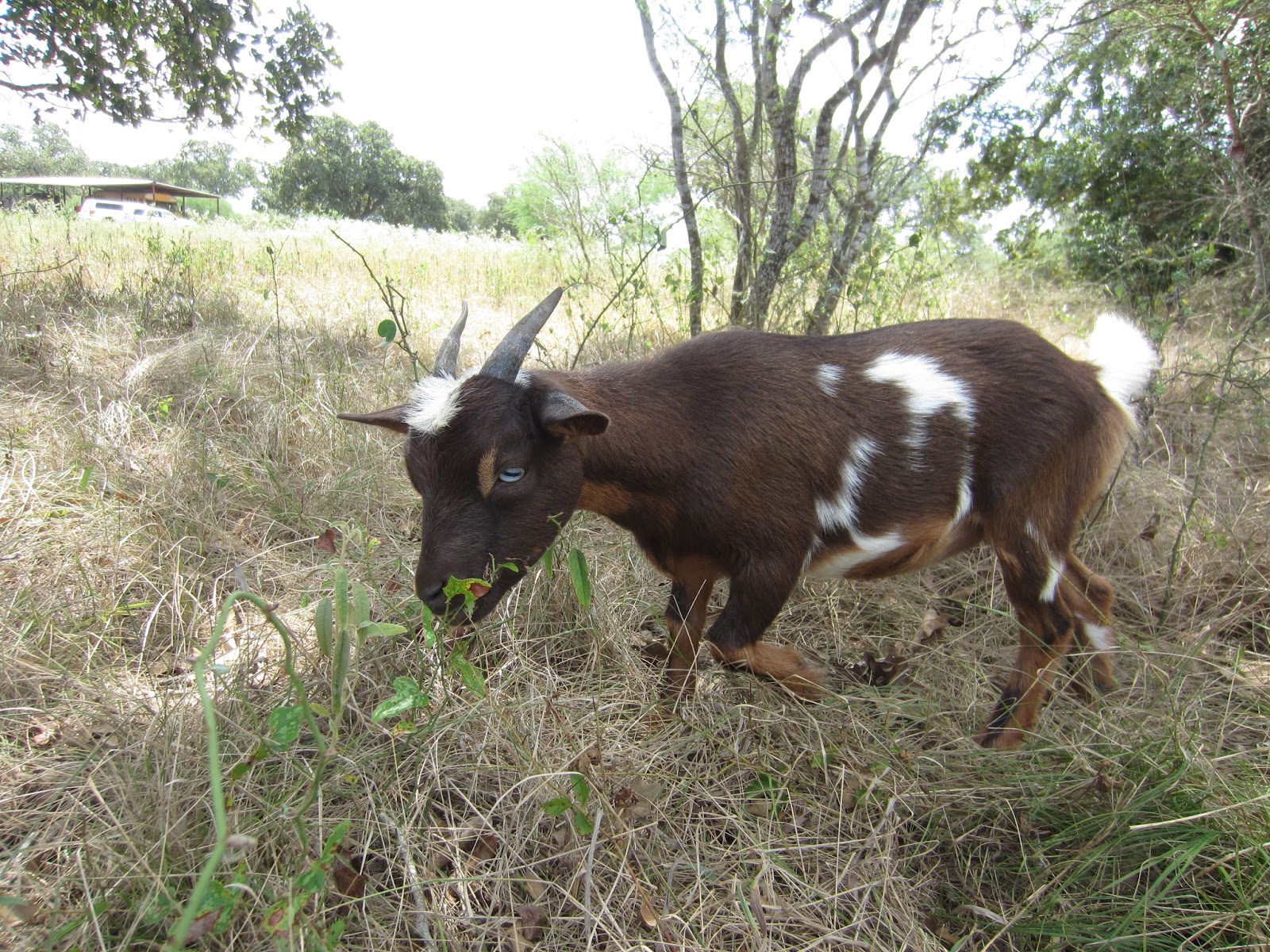 Adventures of the Yellow School Bus: Goats