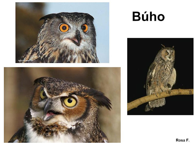 Vocabulario en imágenes. Maestra de Infantil y Primaria.: Pájaros y ...