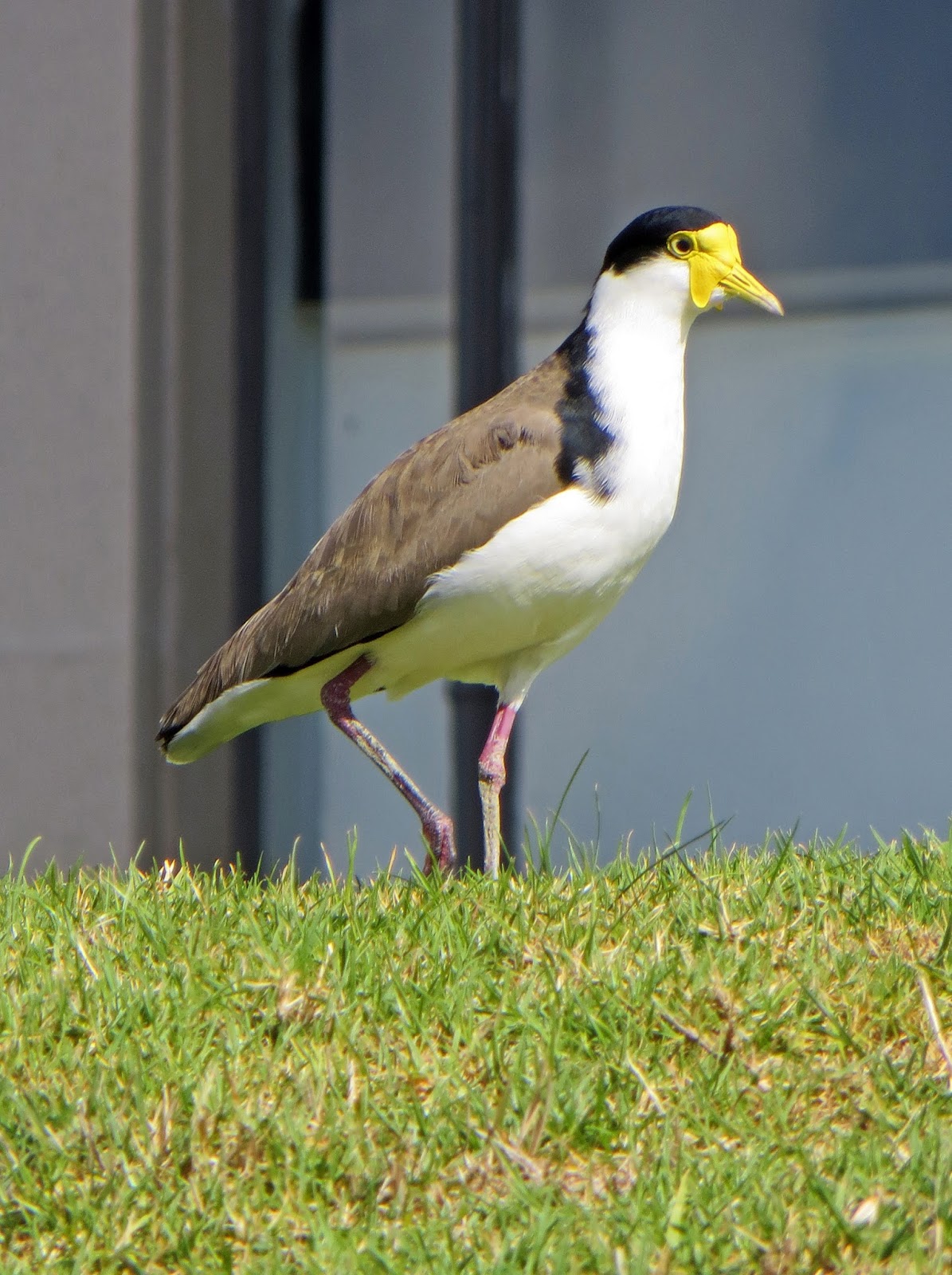 sconzani: Birds of New Zealand: part 3