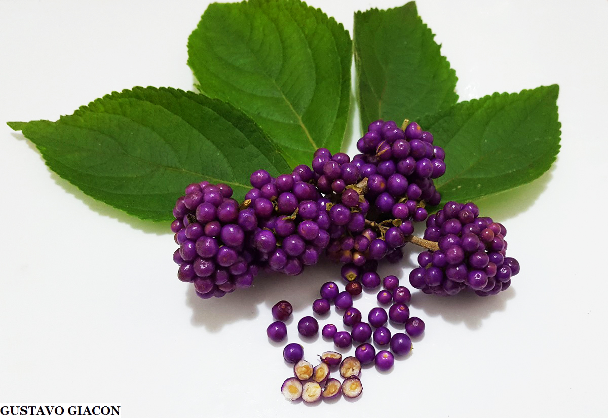 Viveiro Ciprest - Plantas Nativas e Exóticas: Calicarpa de Frutos Roxos ...