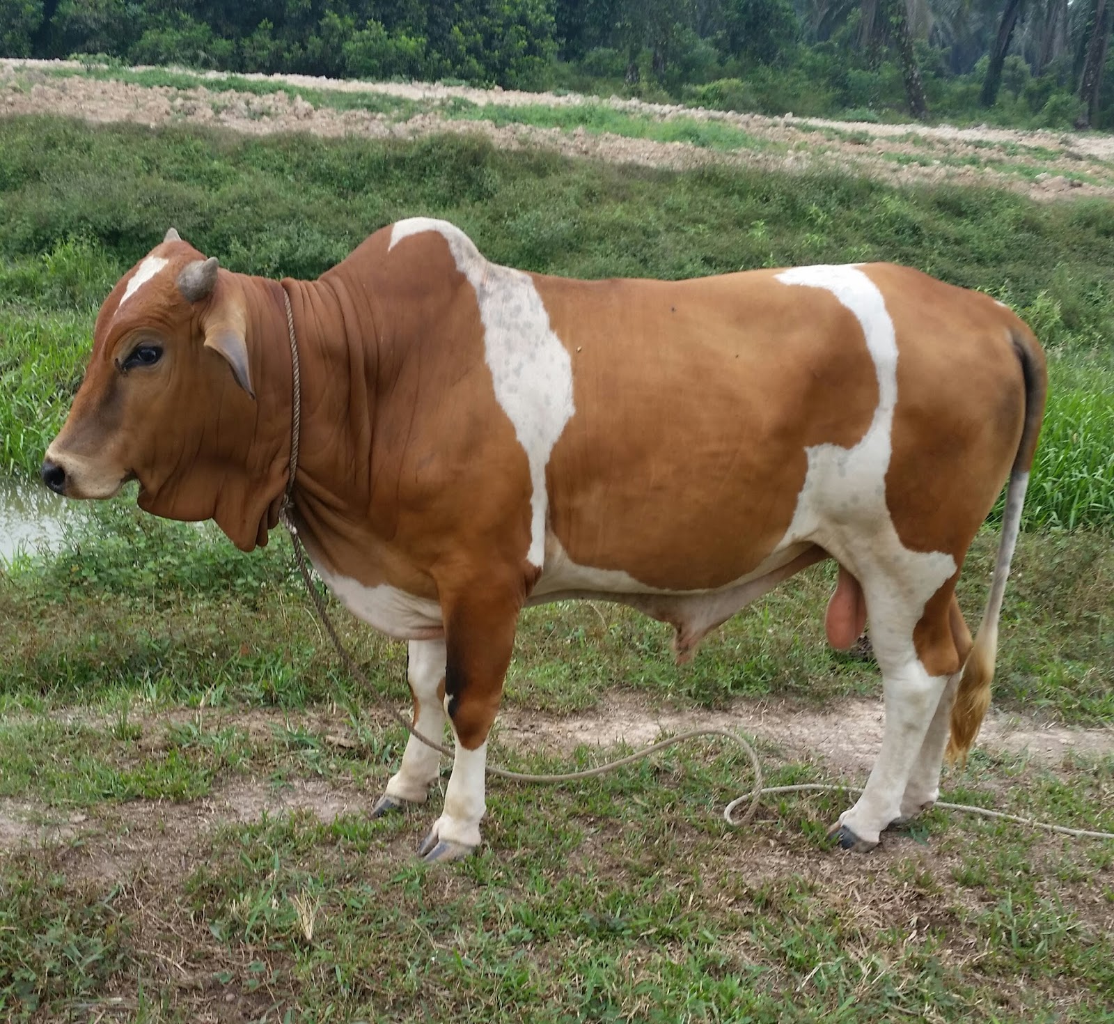 Warisan Petani: Ternakan Lembu 2