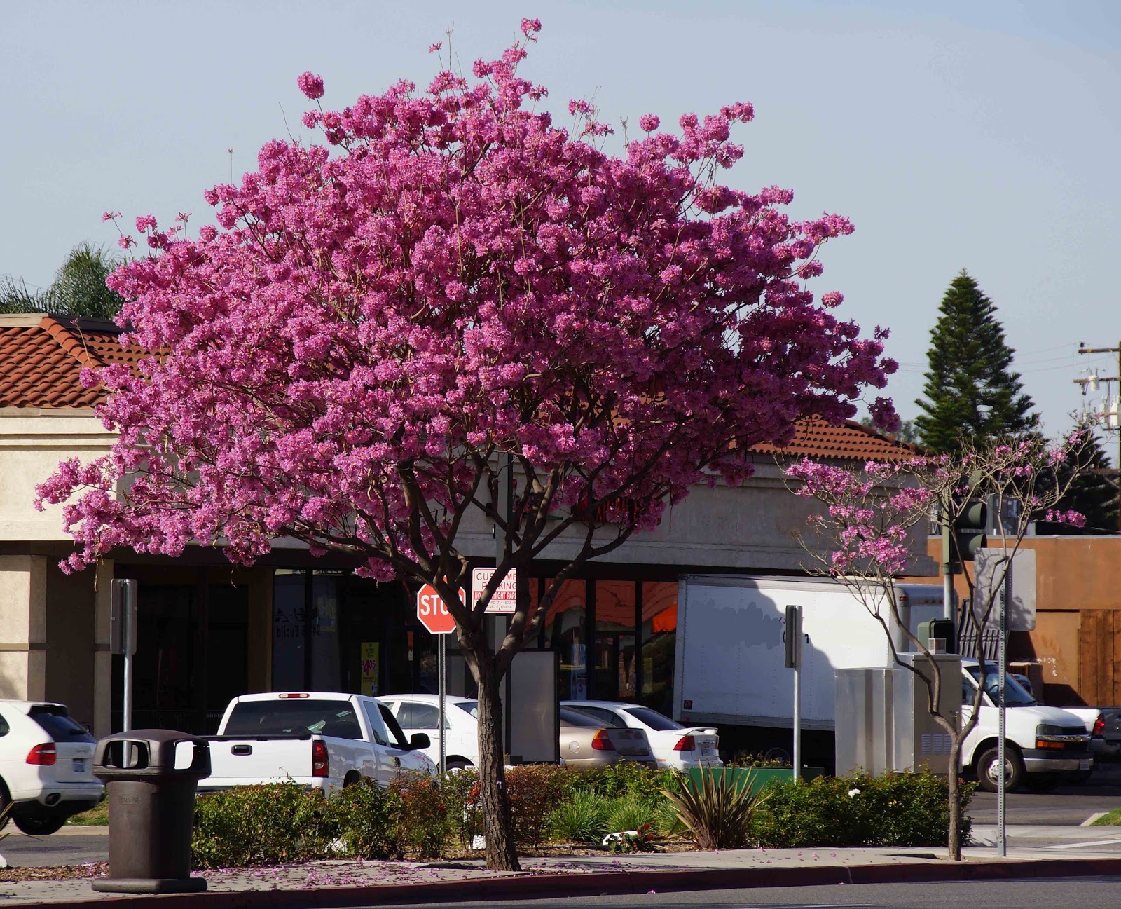 Where Do Pink Trumpet Trees Grow at Jerry Saffold blog