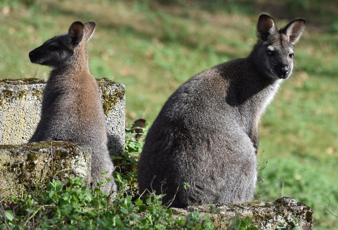 ZOOTOGRAFIANDO (MI COLECCIÓN DE FOTOS DE ANIMALES): WALLABY DE PARMA ...