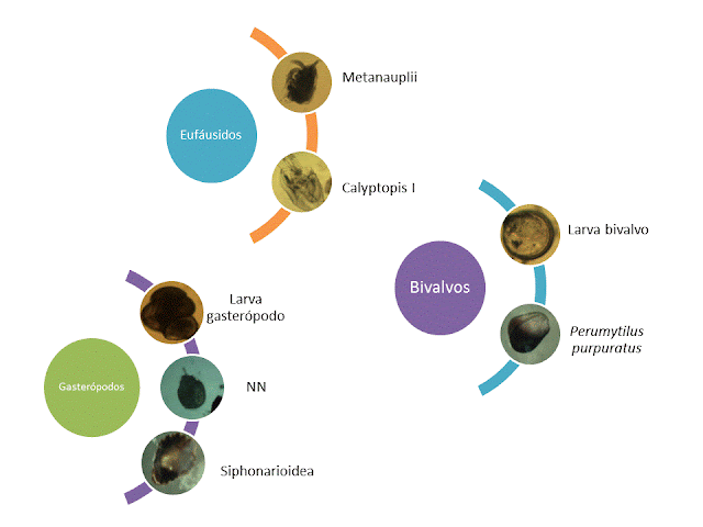 Ictioplancton en Chile: La diversa dieta de las larvas del pejesapo ...