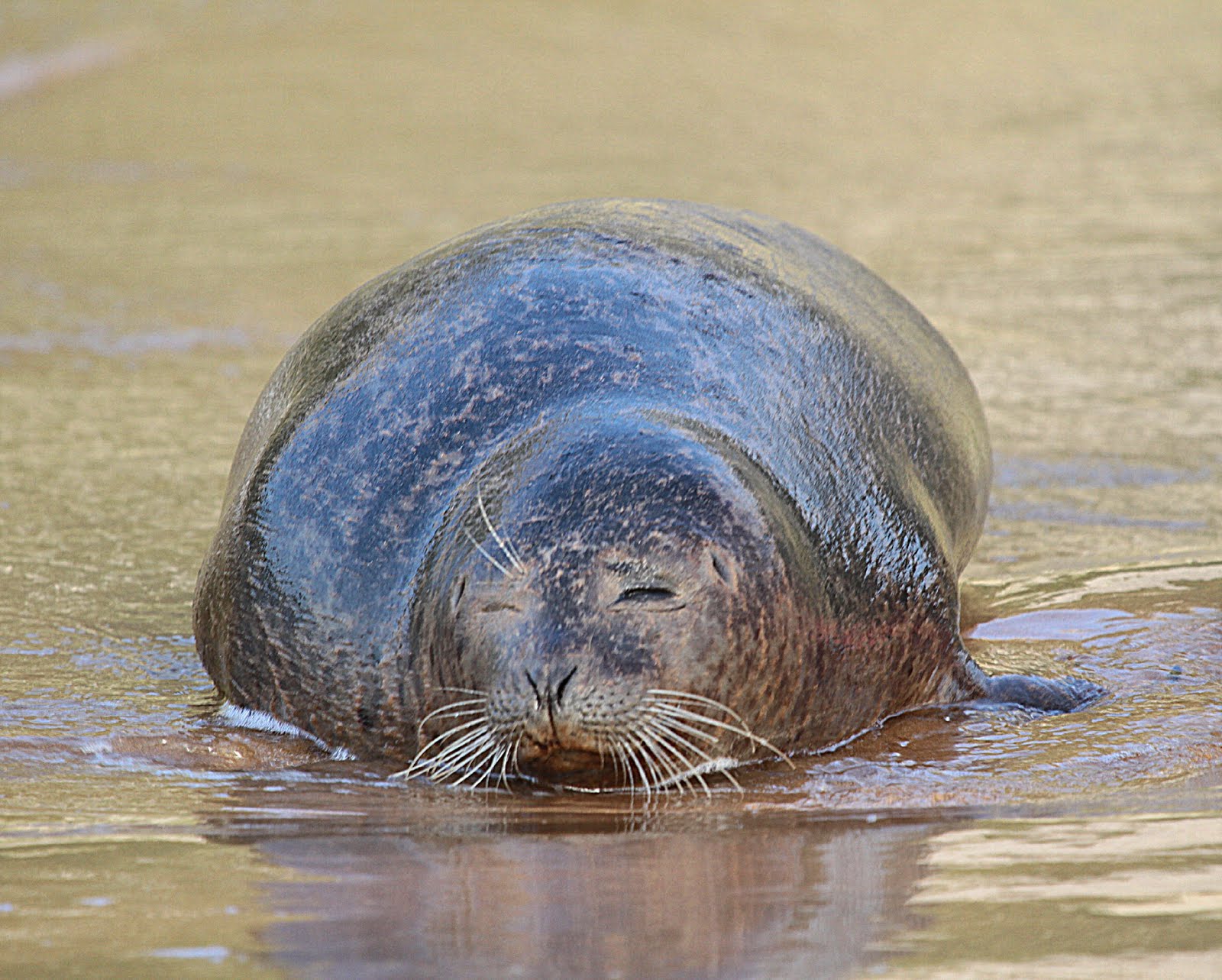 AVESANTURTZI: FOCA COMUN