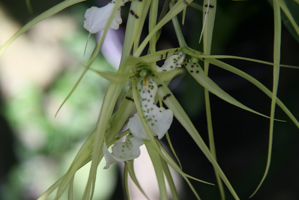 Grow and care Brassia verrucosa orchid - The Warty Brassia | Travaldo's ...