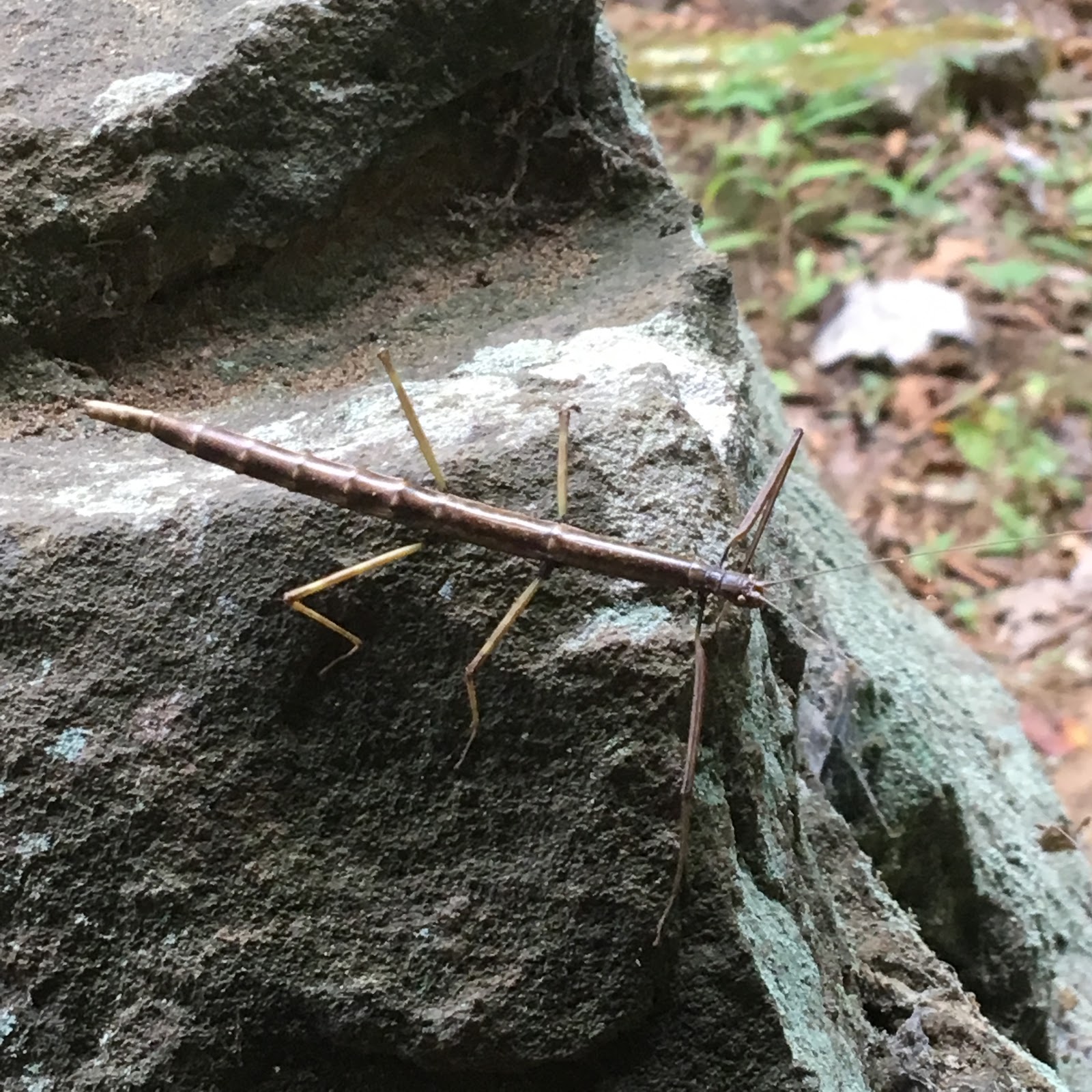 Arkansas backroads, Natural Bridges, random pitstops in BFE, & Dickson ...