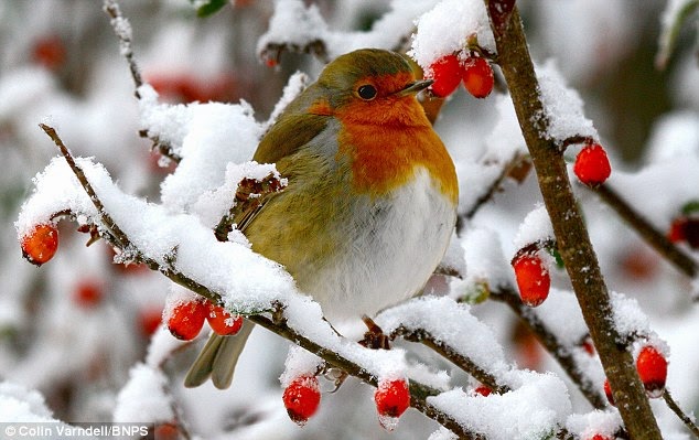 The Kissed Mouth: Wednesday 24th December - Mrs Fox and Mr Robin