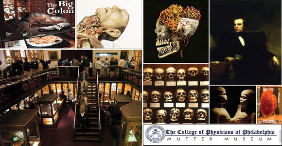 Mütter Museum | It's Just Philly