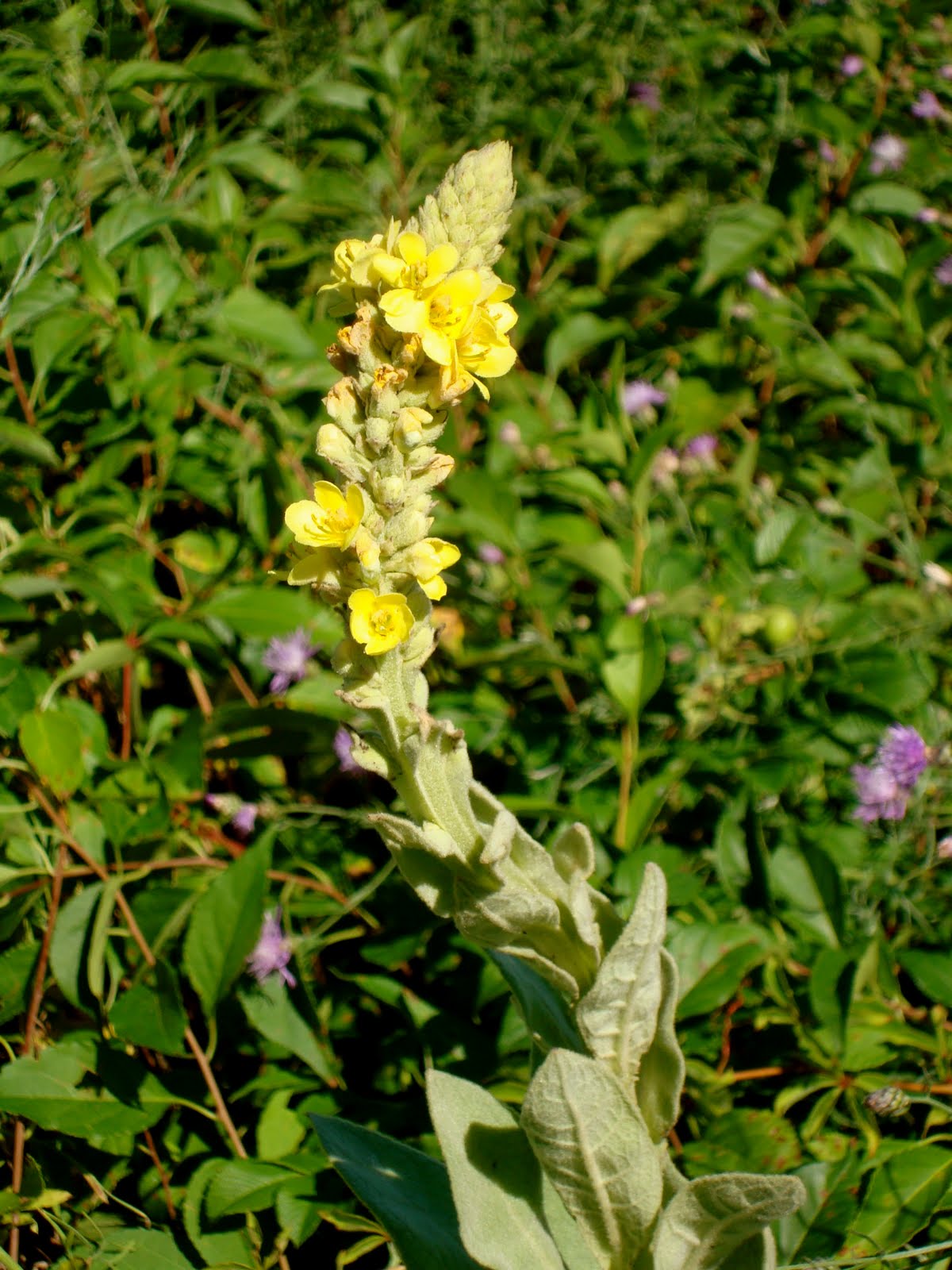 Nature of New York: Nature Journal - Common Mullein
