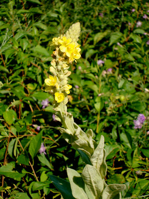 Nature of New York: Nature Journal - Common Mullein
