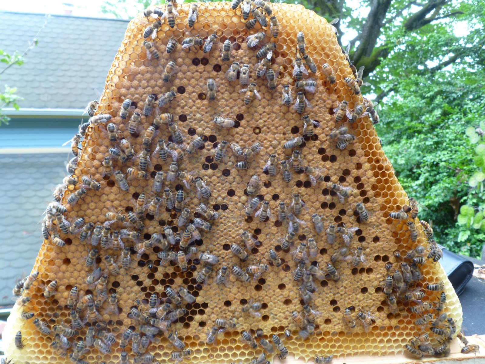 Queen Anne Bees: Supersedure Queens and Swarms